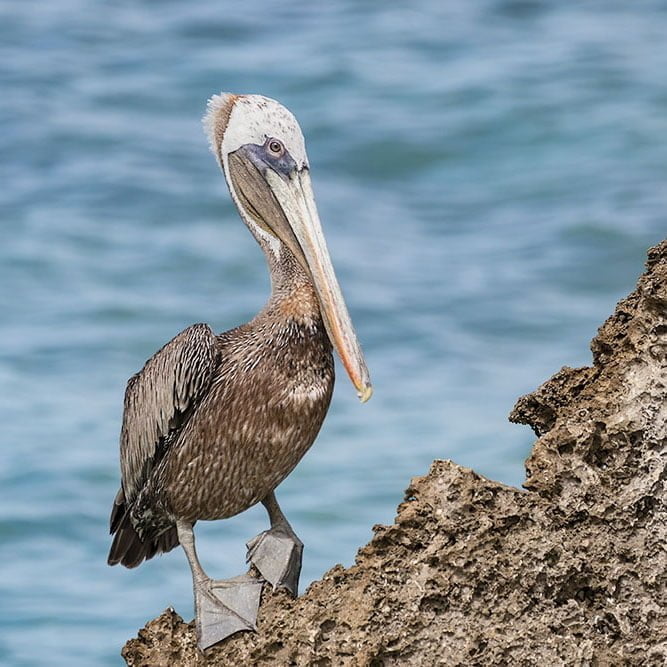Washington slagbaai national park | Snorkelen bonaire | HopiBonaire